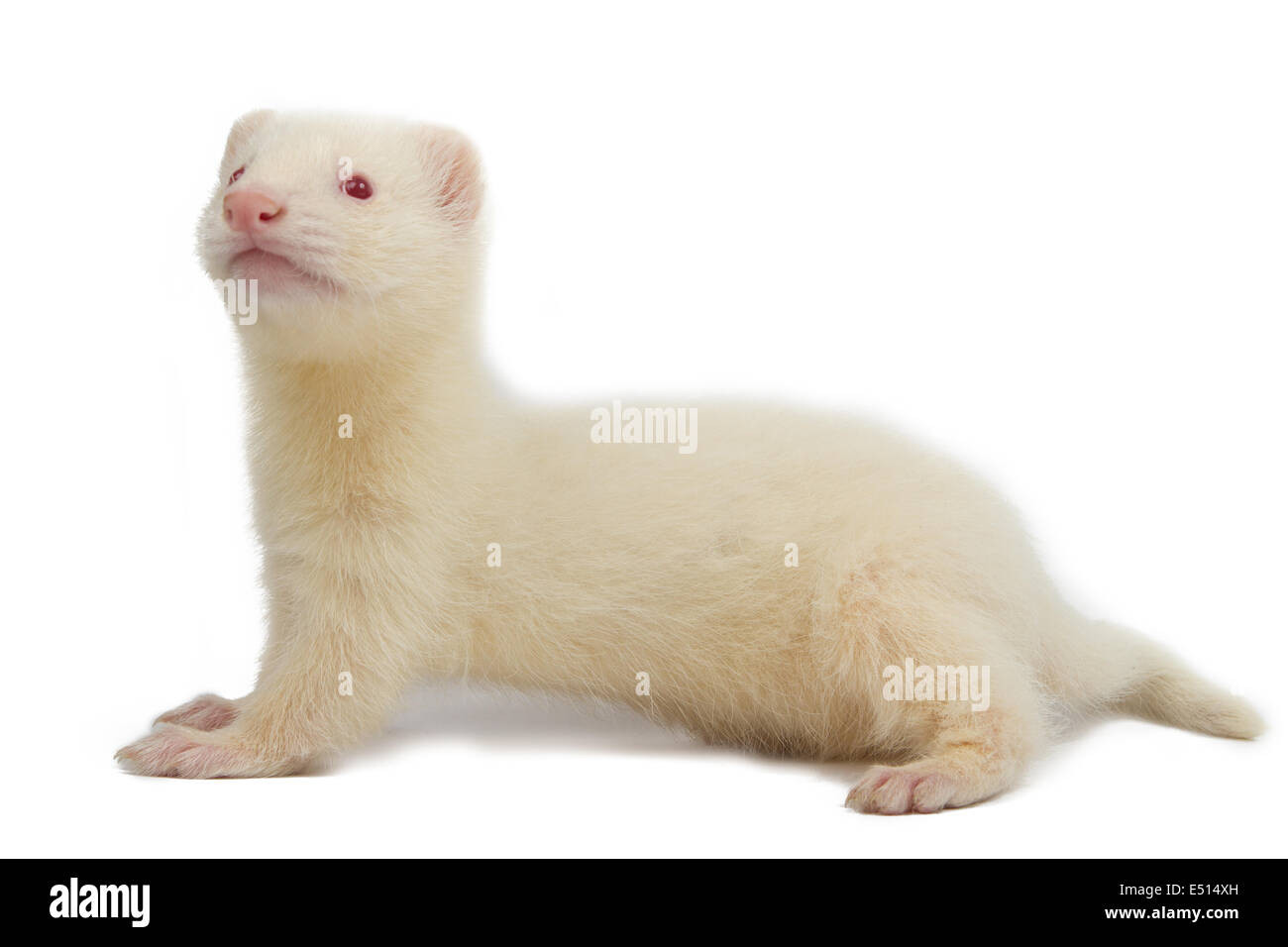 Albino ferret hi-res stock photography and images - Alamy