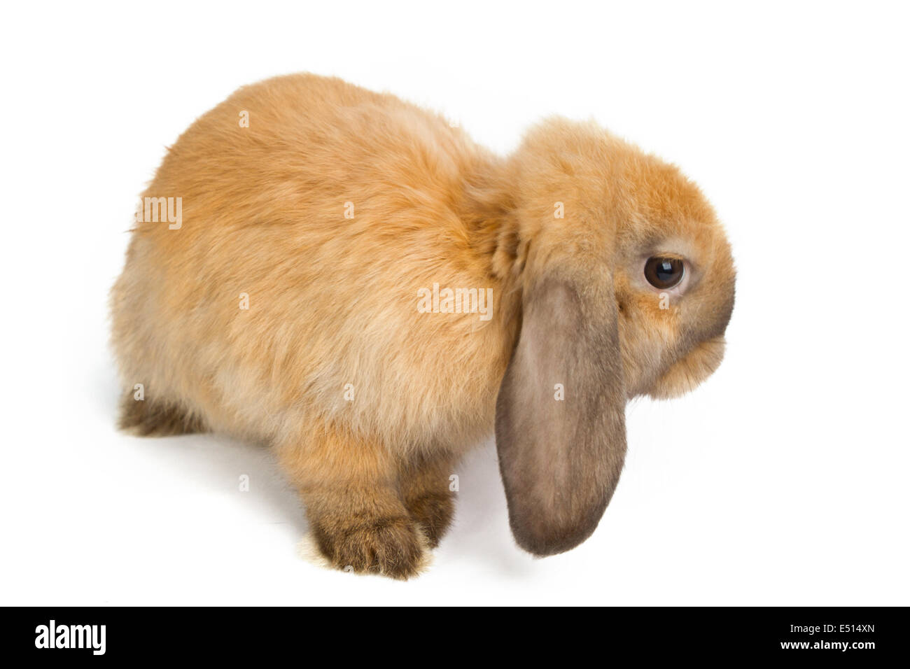 Baby rabbit eating hi-res stock photography and images - Alamy