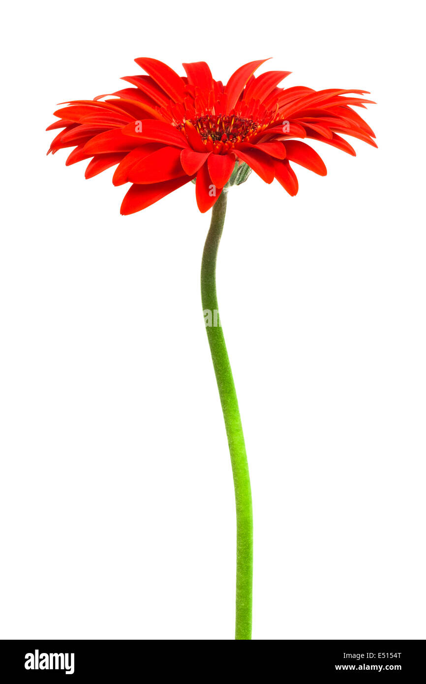 beautiful red gerbera Stock Photo - Alamy