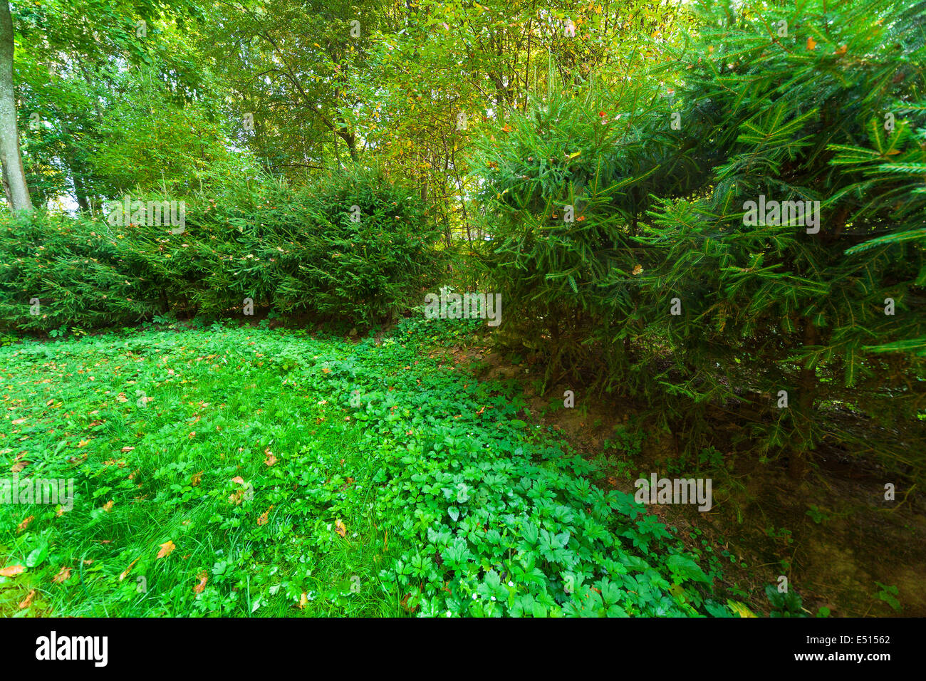 meadow in mixed forest Stock Photo - Alamy