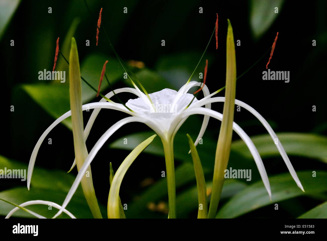 Orchidee indien hi-res stock photography and images - Alamy