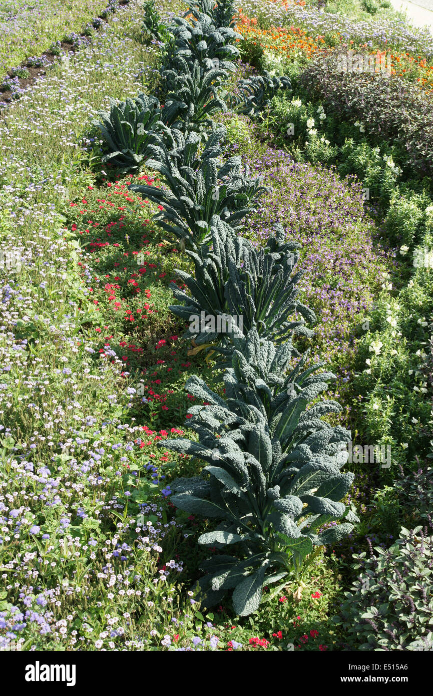 Tuscan cabbage hi-res stock photography and images - Alamy