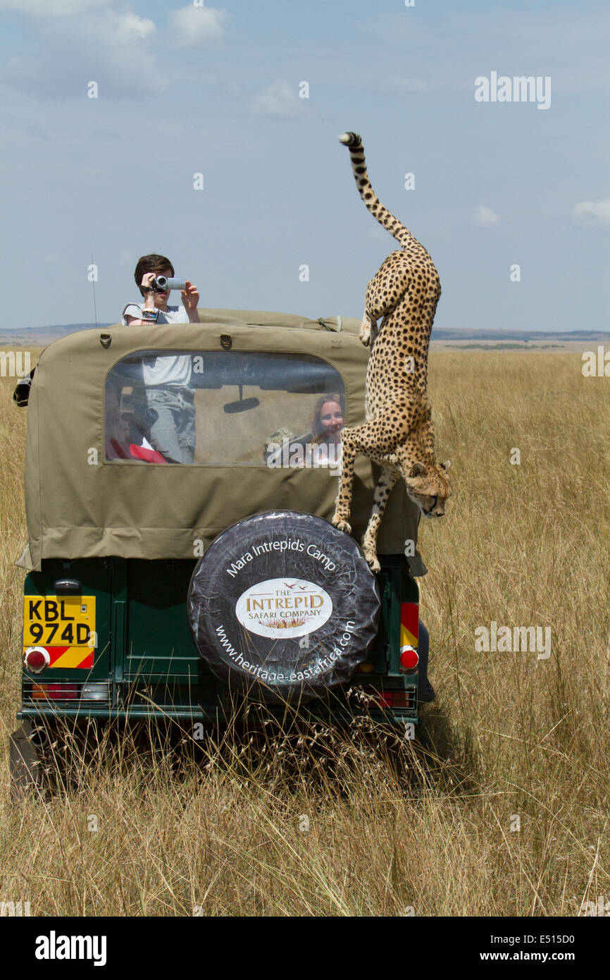 Cheetah sitting safari vehicle hi-res stock photography and images - Alamy
