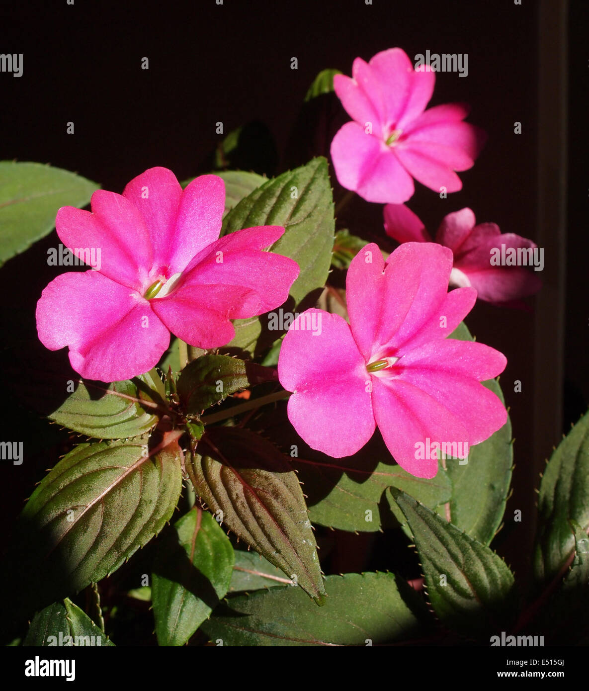 Impatiens New Guinea flower Stock Photo - Alamy