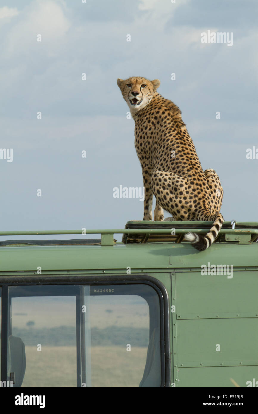 Cheetah on a vehicle hi-res stock photography and images - Alamy