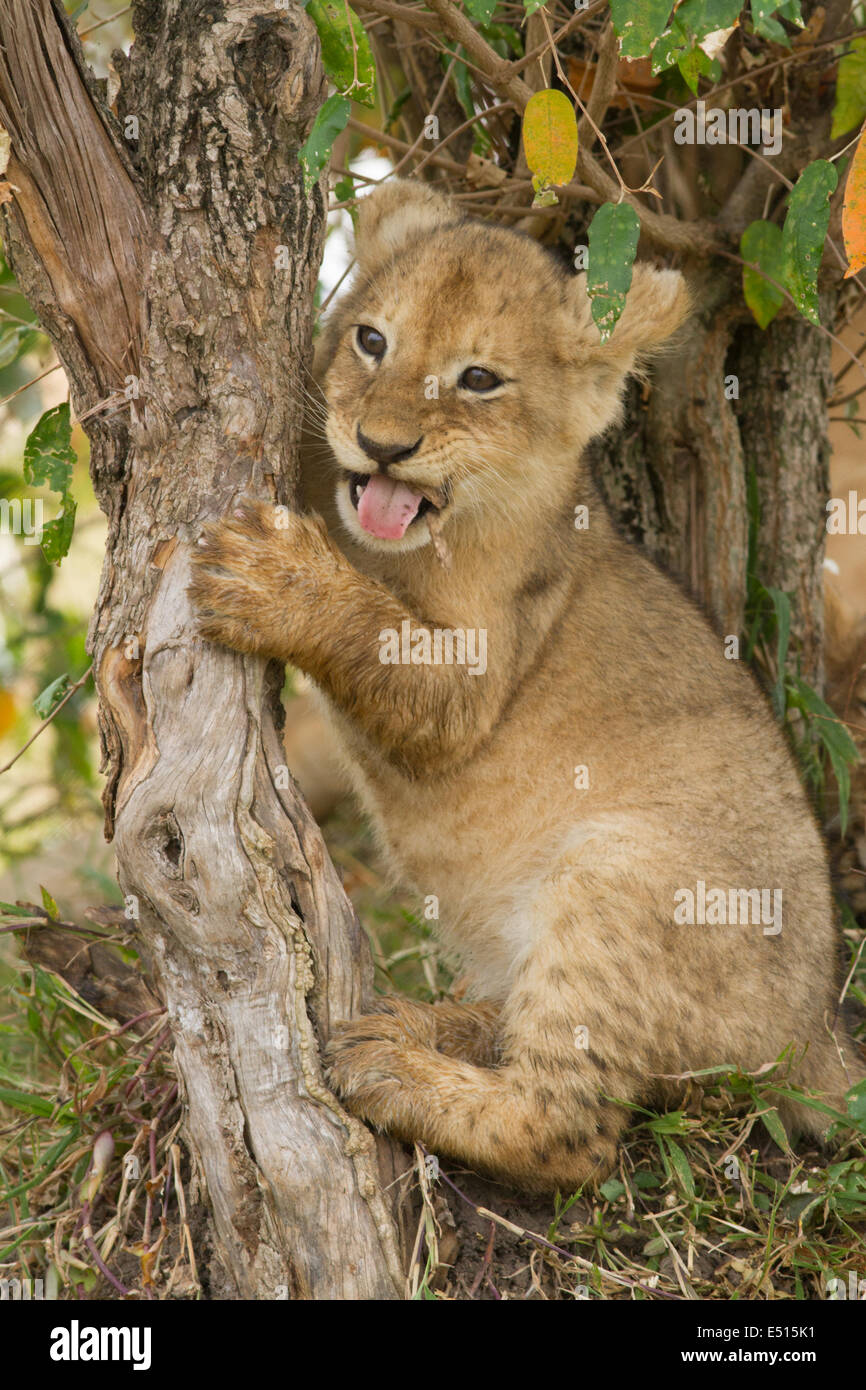 Lion cub hugging hi-res stock photography and images - Alamy