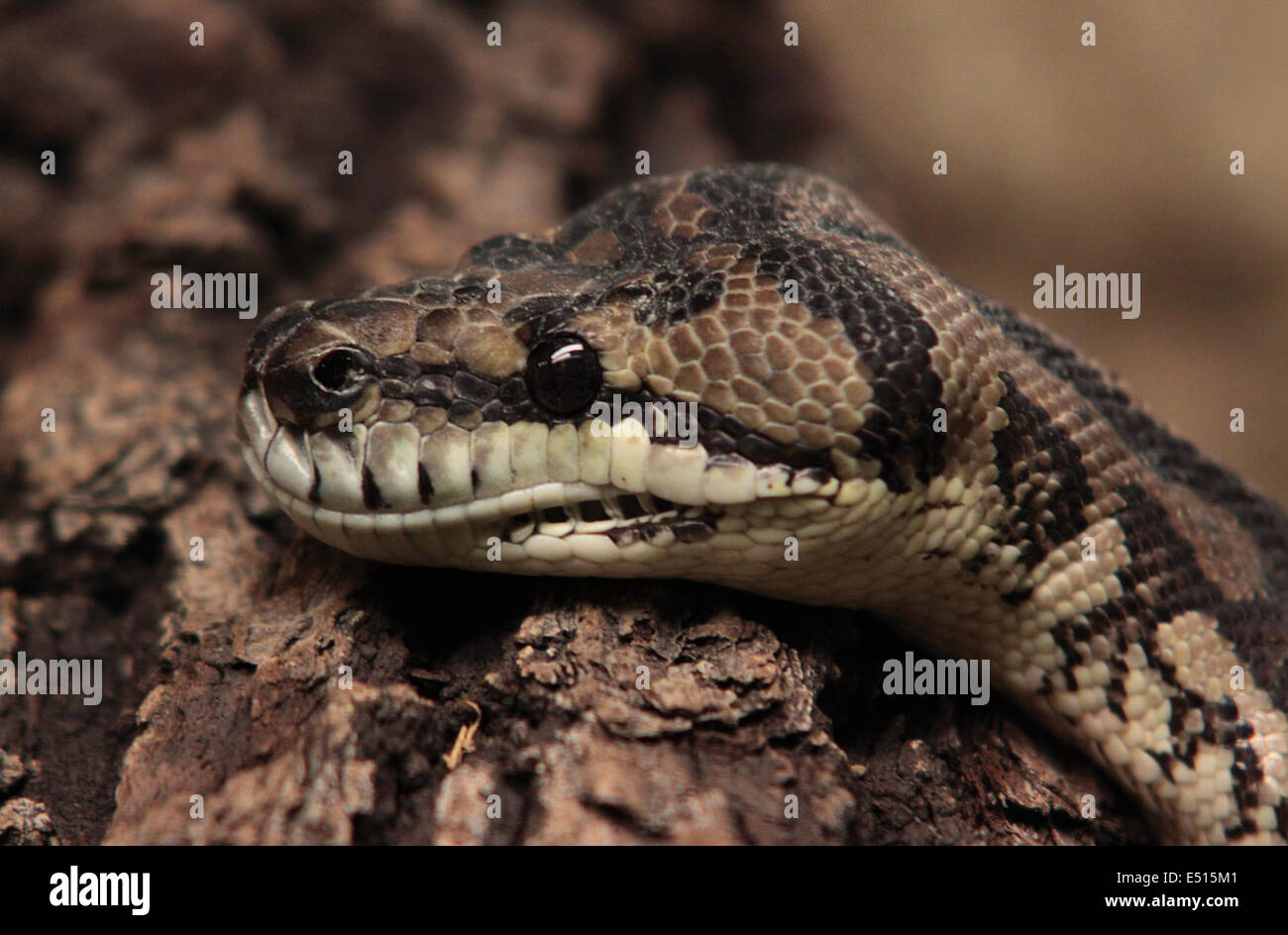 head of a snake Stock Photo - Alamy