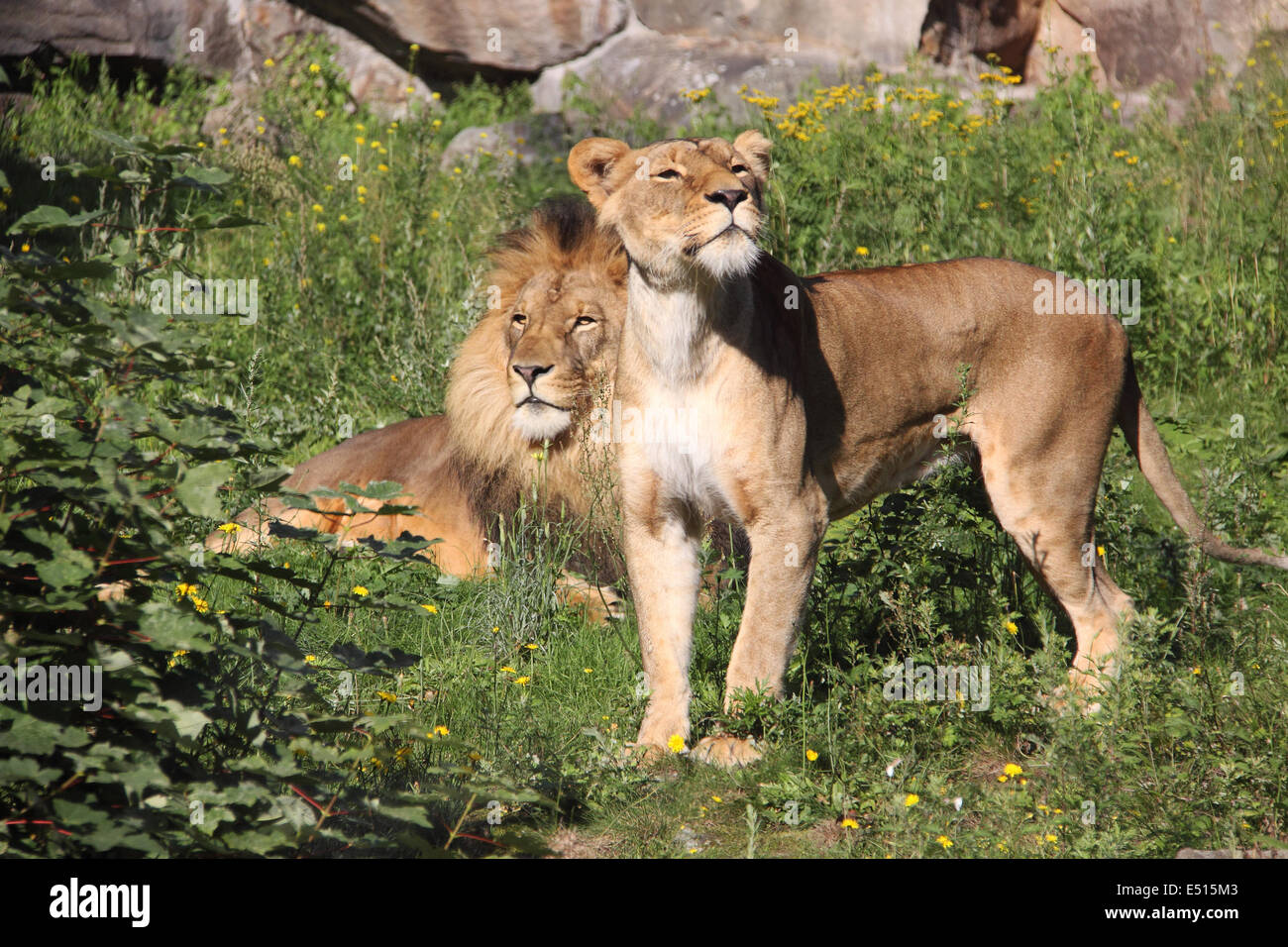Lion couple hi-res stock photography and images - Alamy
