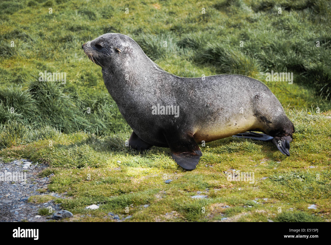 Rui plant hi-res stock photography and images - Alamy