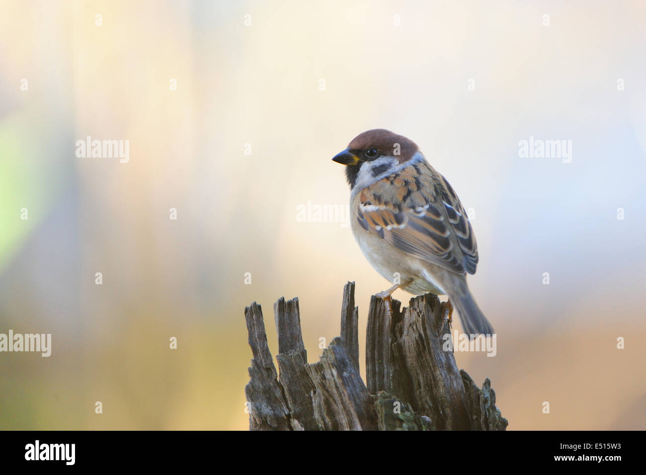 Eurasian Tree Sparrow Stock Photo - Alamy