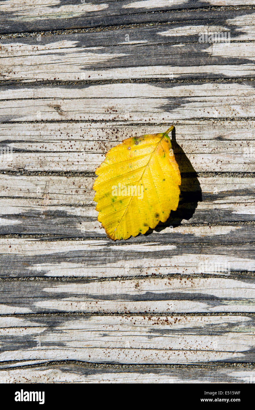 Leaf on log Stock Photo - Alamy