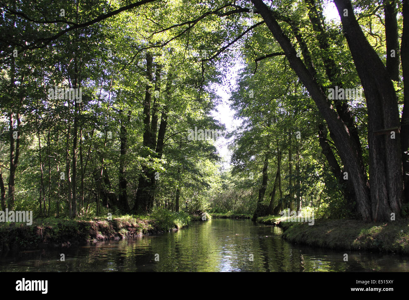river in a forest Stock Photo - Alamy