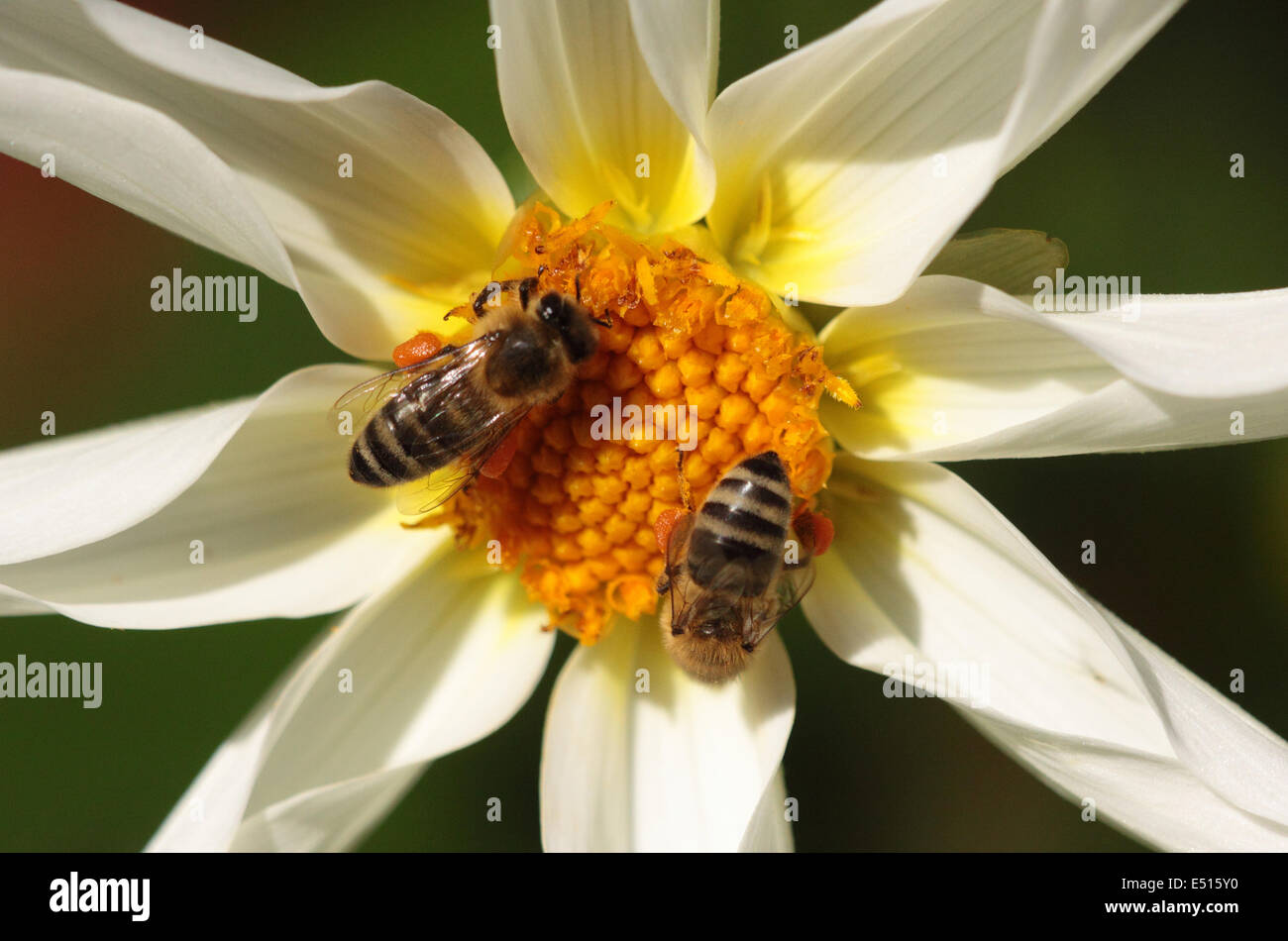 Bees on a flower Stock Photo - Alamy