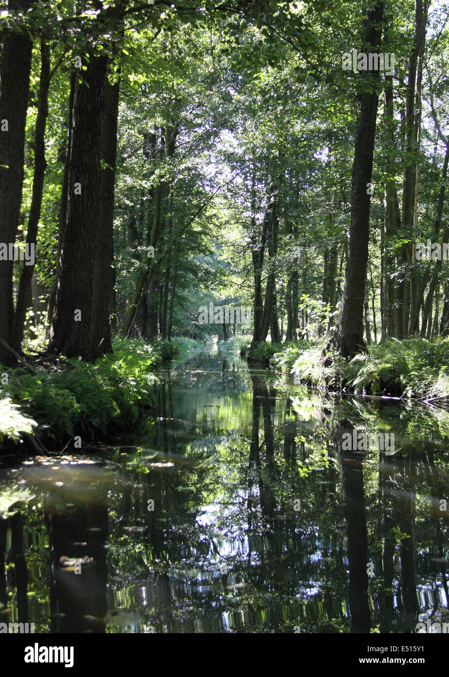 river in a forest Stock Photo - Alamy