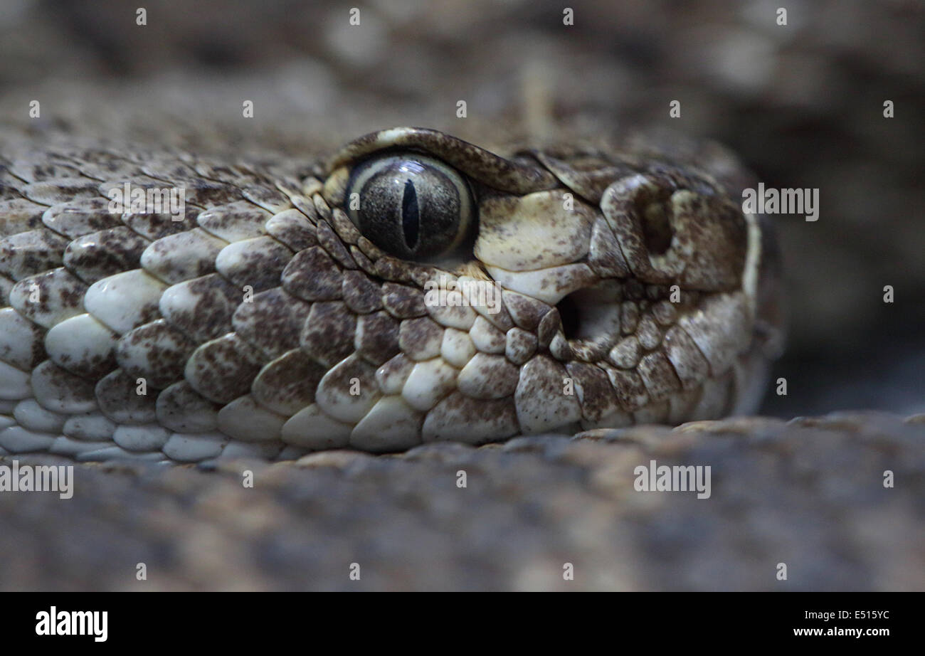 Head of a snake Stock Photo - Alamy