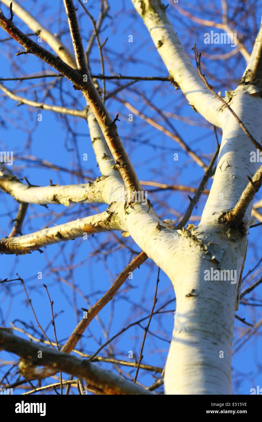 Silver birch garden spring hi-res stock photography and images - Alamy