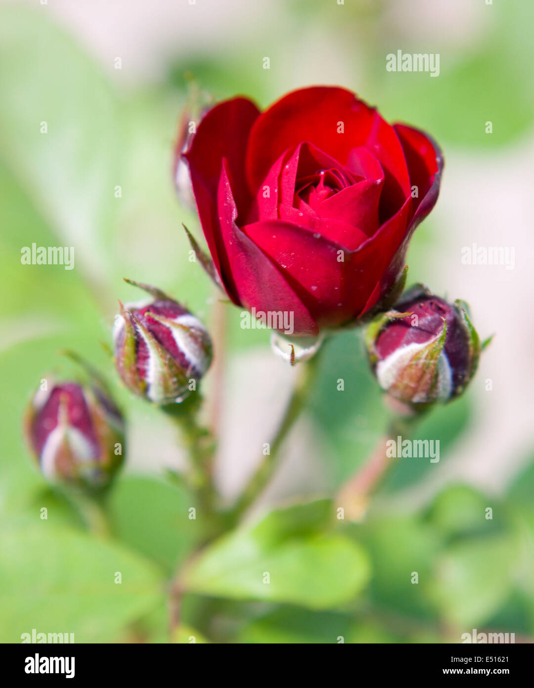 Bush of red roses Stock Photo - Alamy