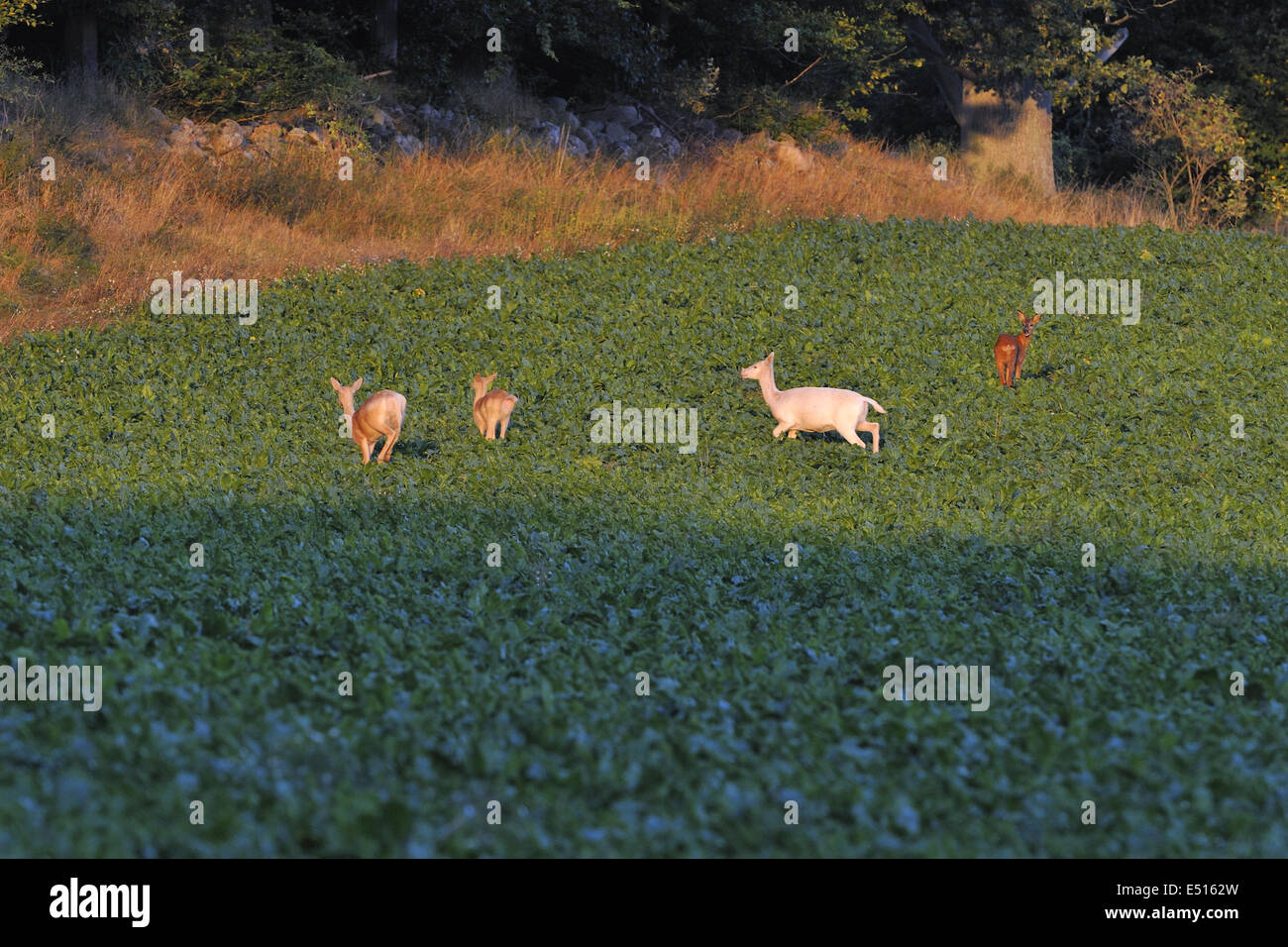 Family of roe deers hi-res stock photography and images - Alamy