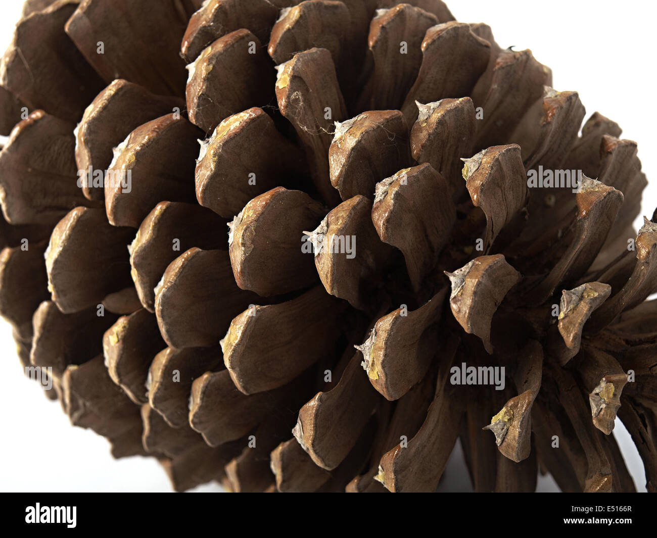 Pine cone photography hi-res stock photography and images - Alamy