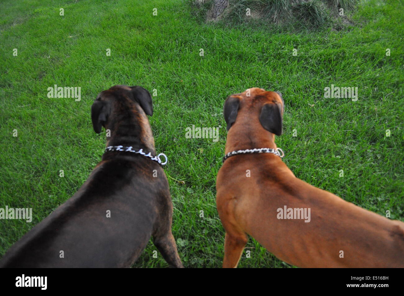 Boxer boxers hi-res stock photography and images - Alamy