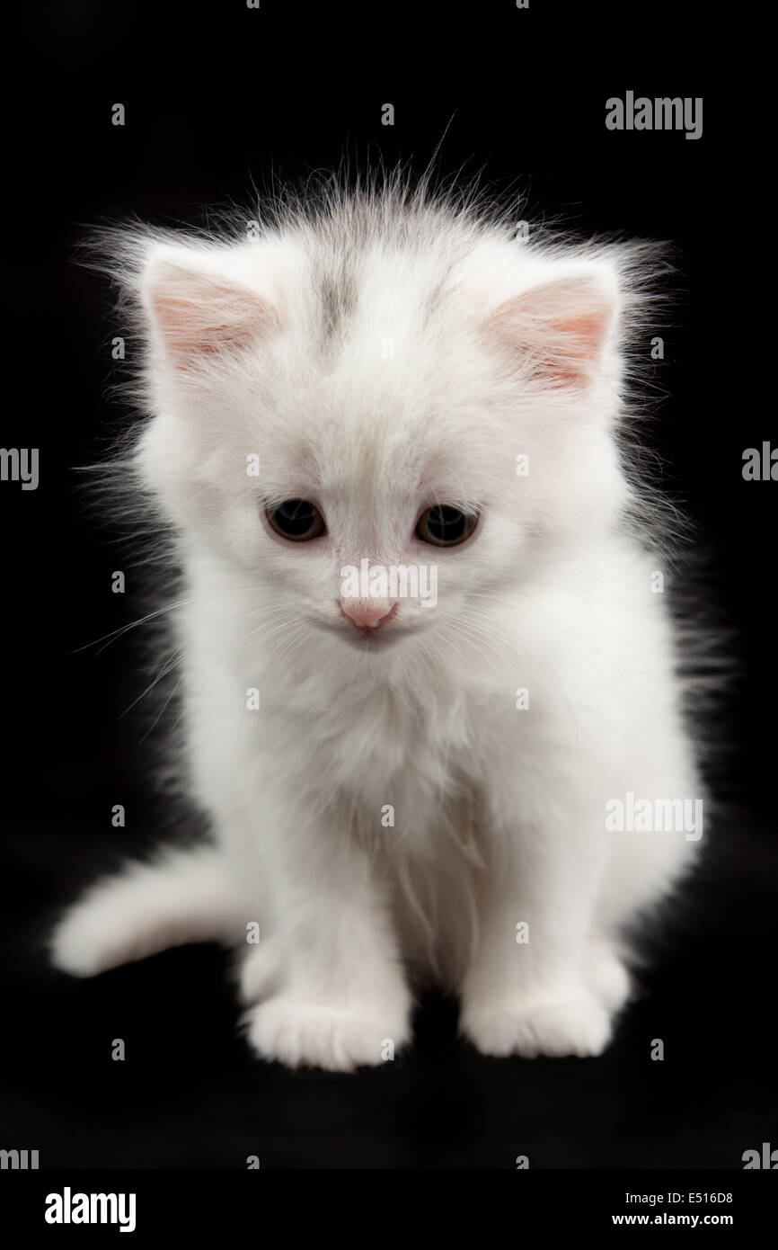 beautiful little white kitten Stock Photo - Alamy