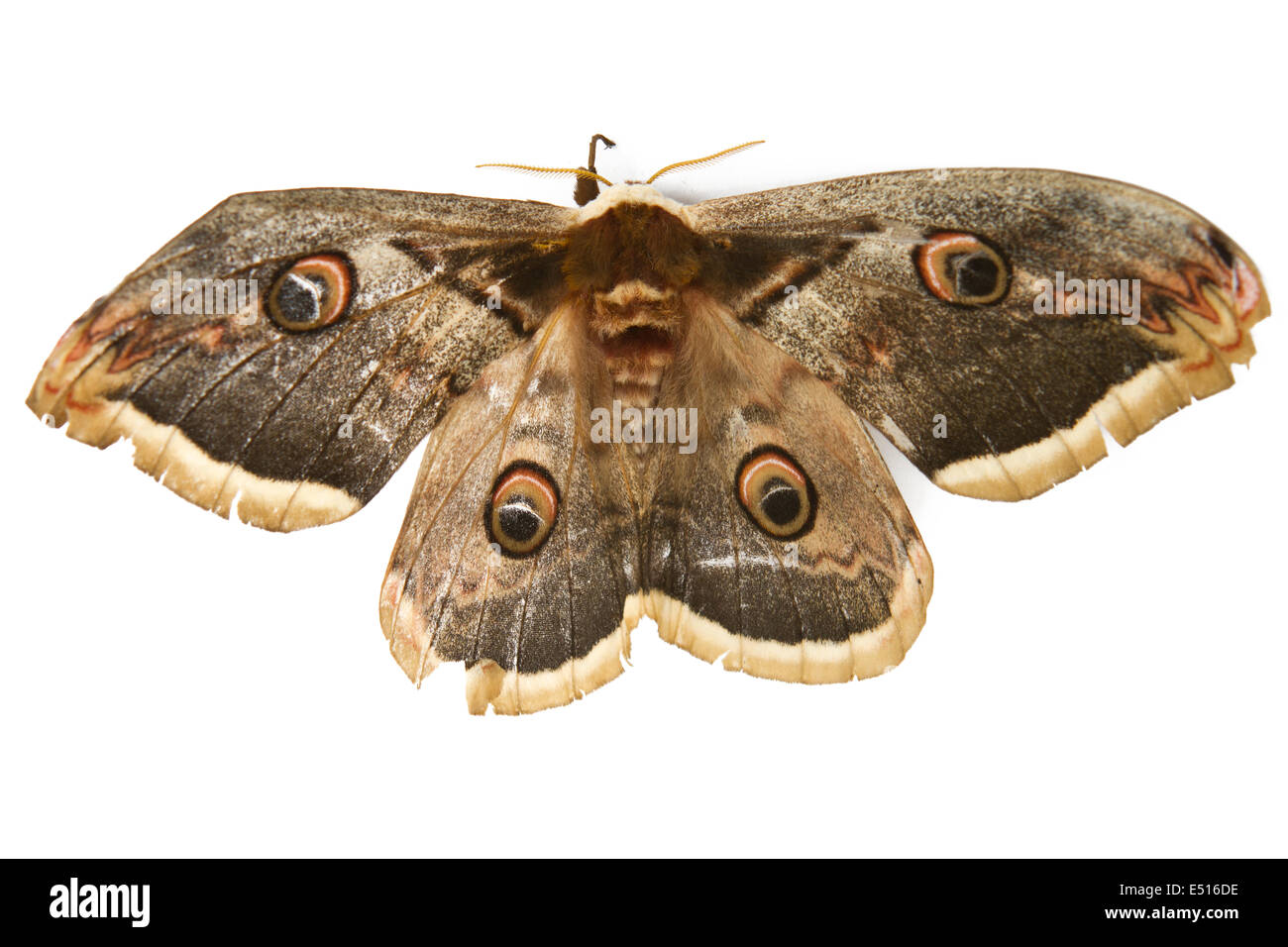 beautiful giant silk moth butterfly Stock Photo - Alamy