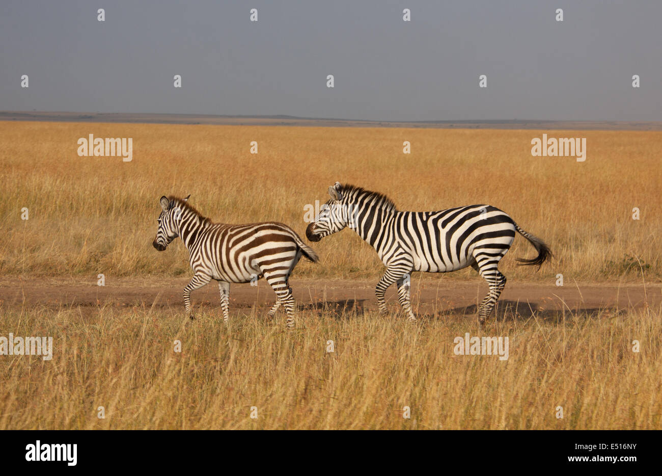 Zebras in Africa Stock Photo - Alamy
