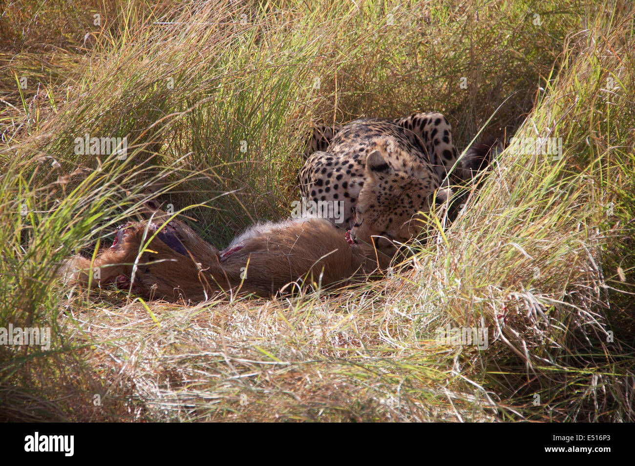 Cheetah eating meat hi-res stock photography and images - Alamy