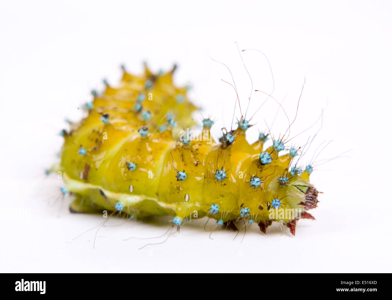 Caterpillar background hi-res stock photography and images - Alamy