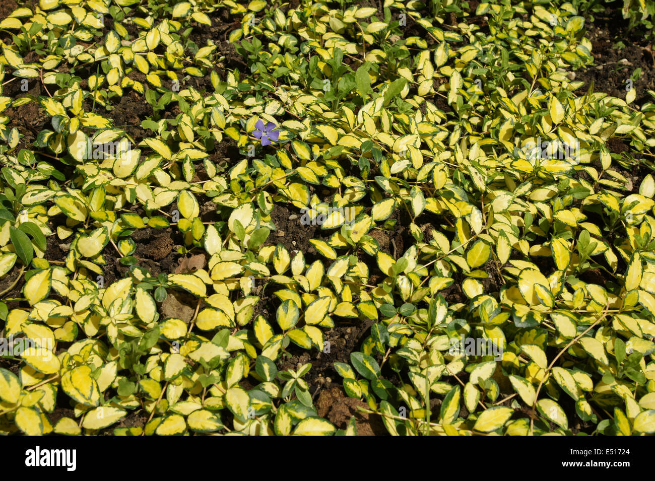 Yellow Periwinkle Stock Photos & Yellow Periwinkle Stock Images - Alamy