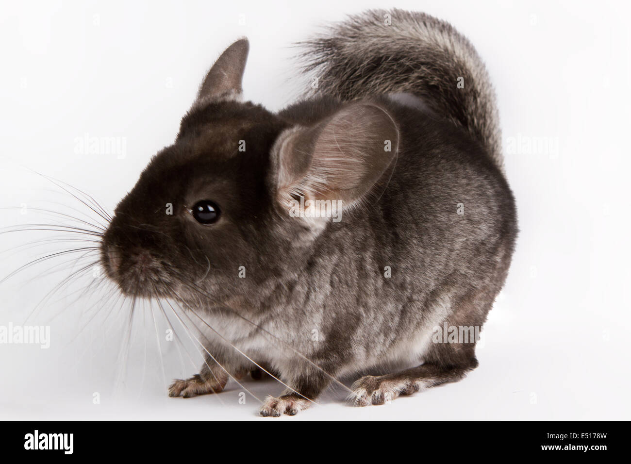 Chinchilla sitting on white background Stock Photo - Alamy