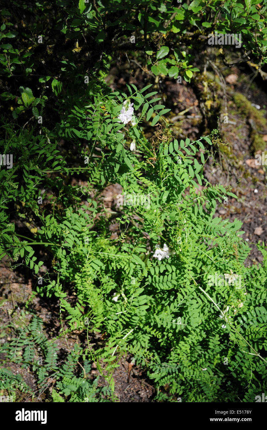 Wood vetchs hi-res stock photography and images - Alamy