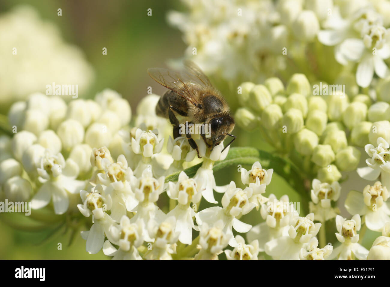 Swamp bee hi-res stock photography and images - Alamy