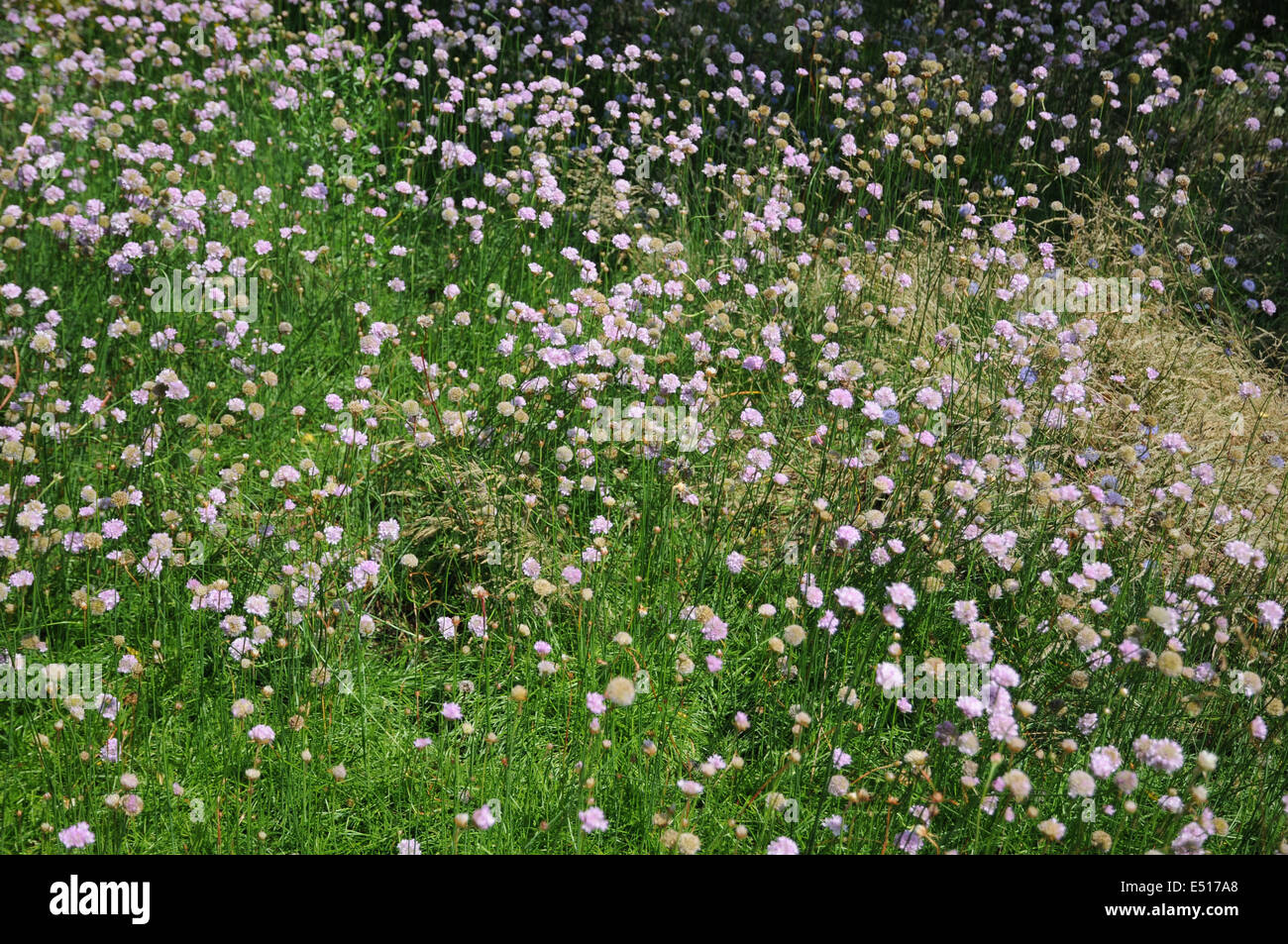 Seapinks hi-res stock photography and images - Alamy