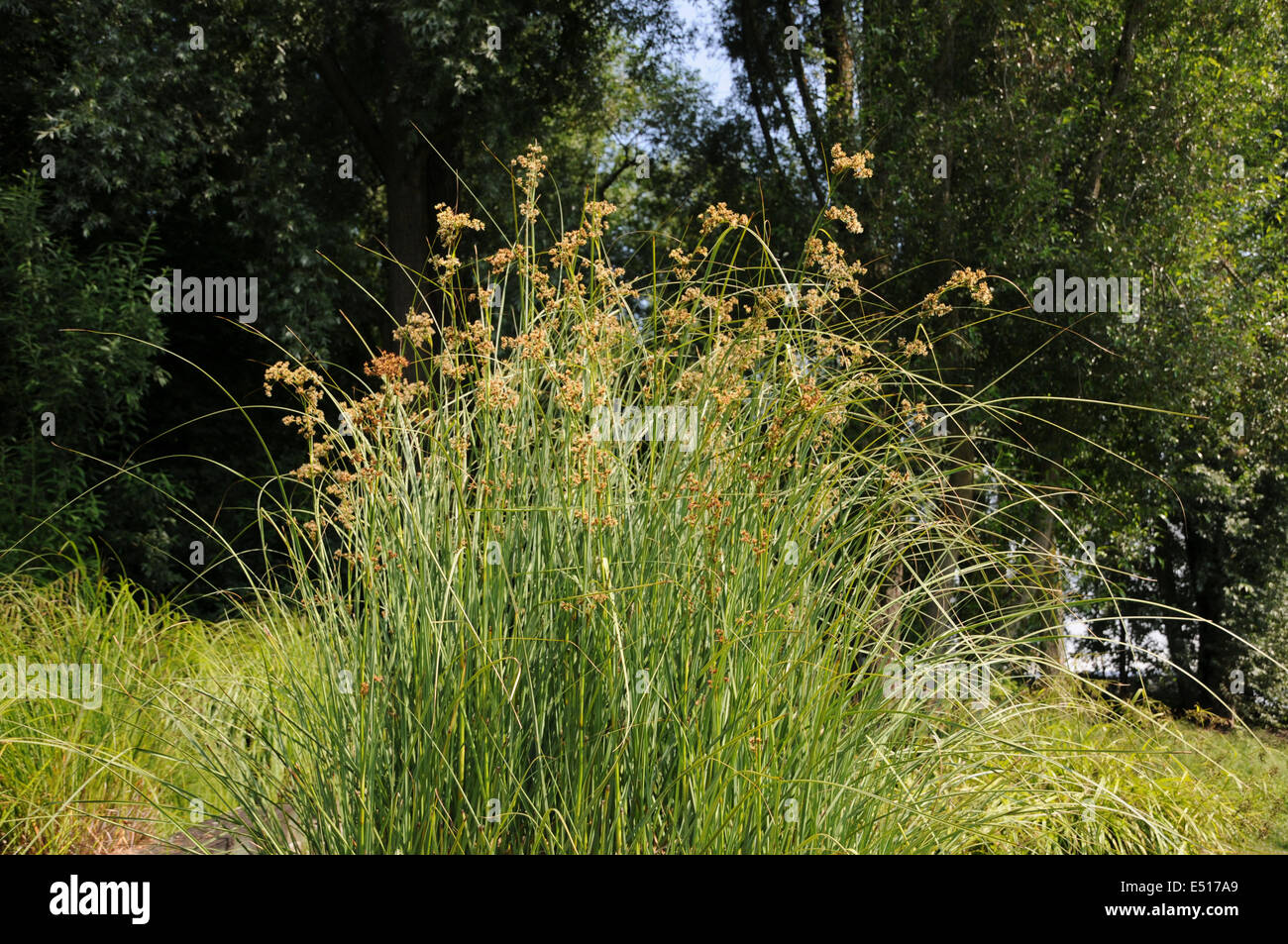Cladium mariscus hi-res stock photography and images - Alamy