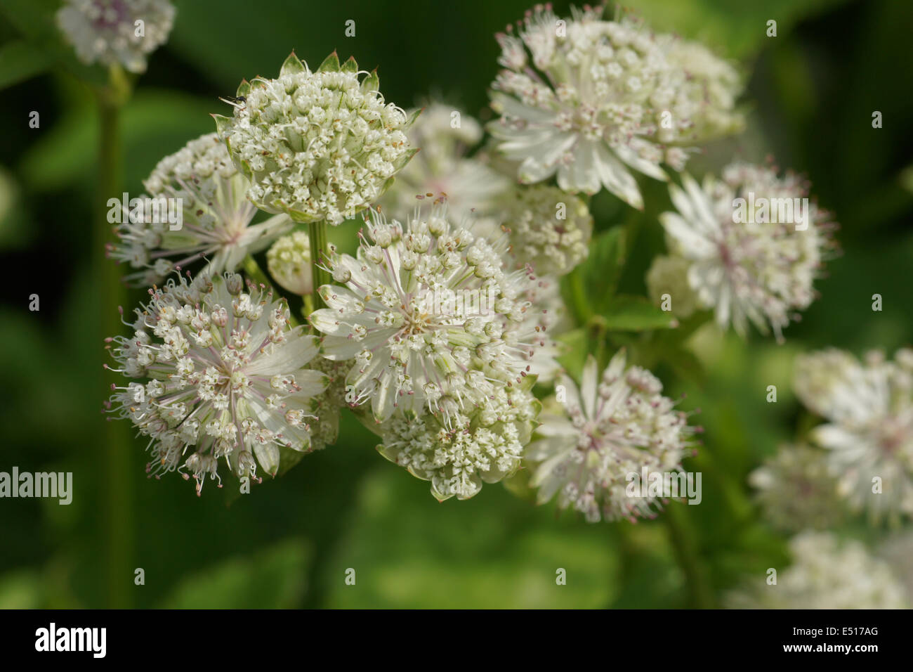Astrantia blumen hi-res stock photography and images - Alamy