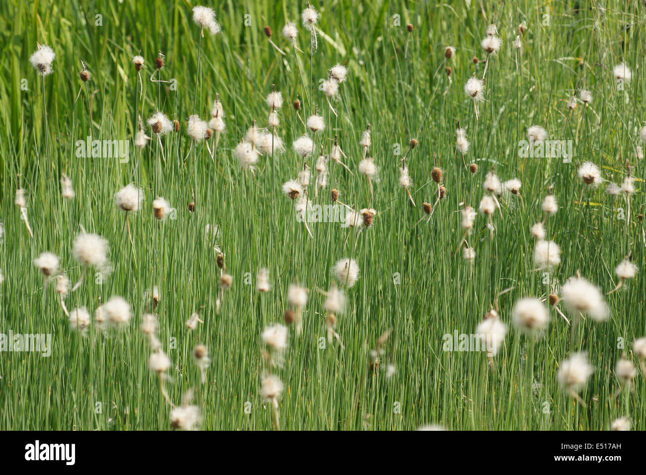 Dwarf Bulrush Typha Minima Stock Photos & Dwarf Bulrush Typha Minima ...