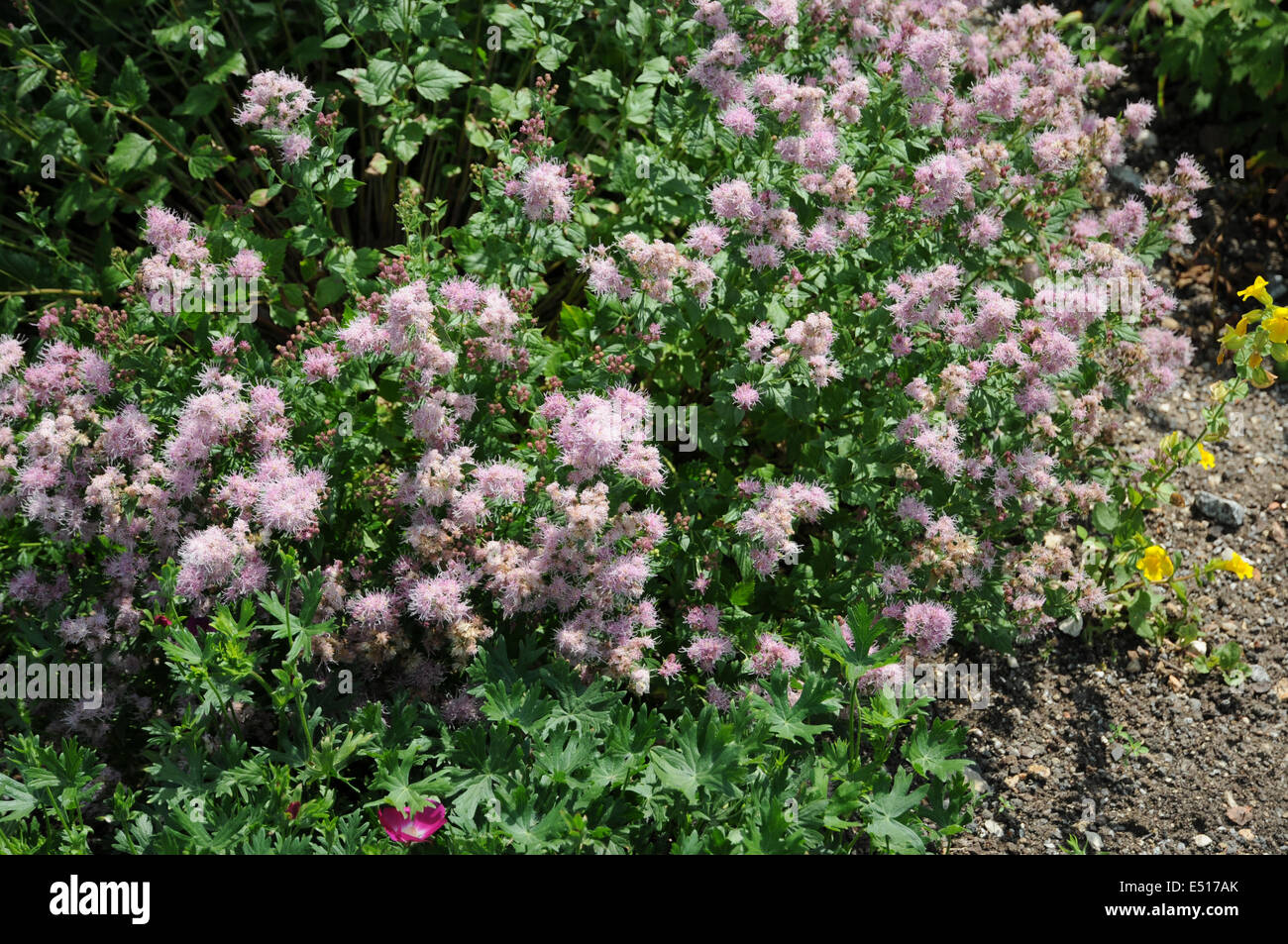 Joepye weed hi-res stock photography and images - Alamy