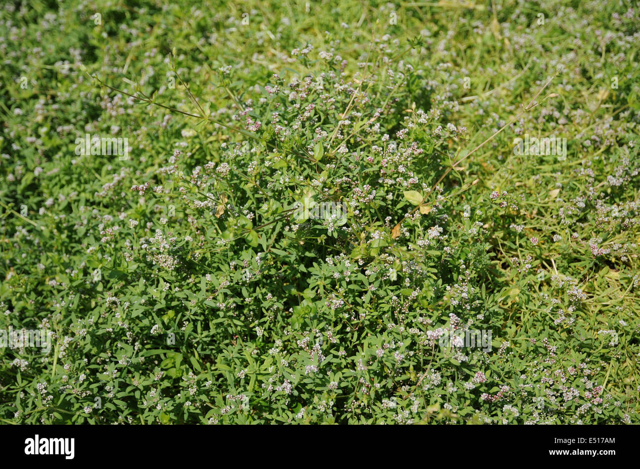 Corrigola hi-res stock photography and images - Alamy
