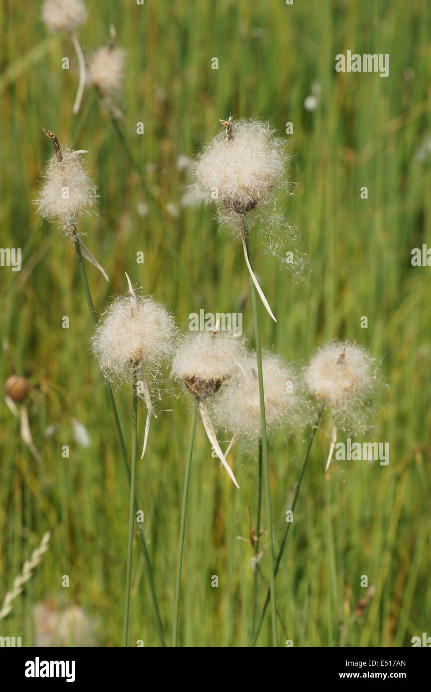 Dwarf bulrush hi-res stock photography and images - Alamy
