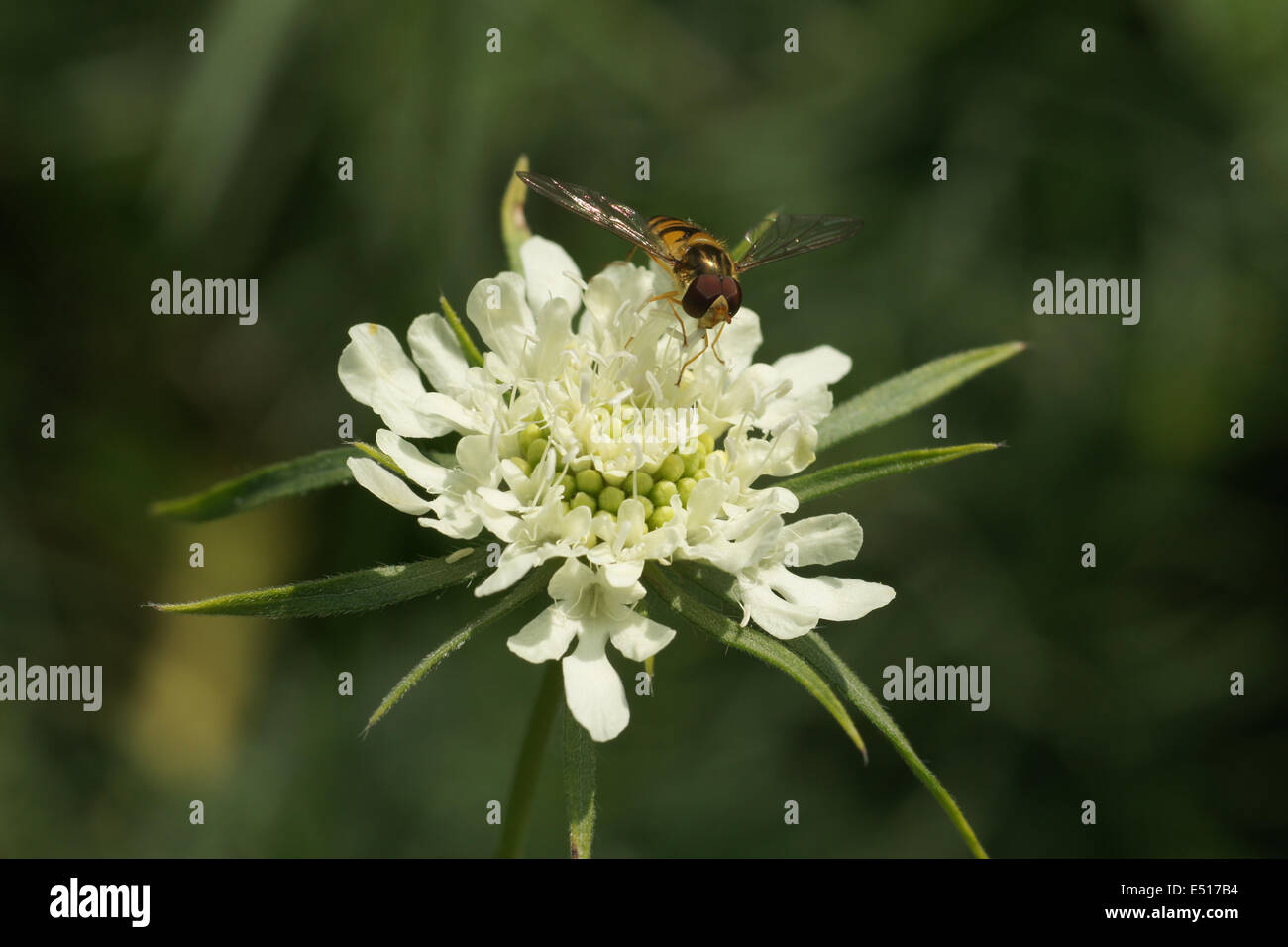 Blassgelber hi-res stock photography and images - Alamy