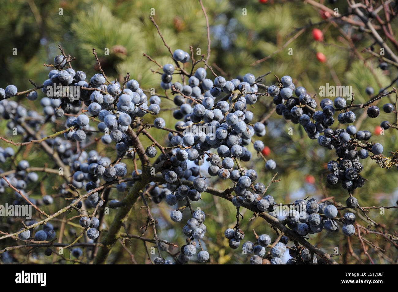 Sloes blossoms hi-res stock photography and images - Alamy