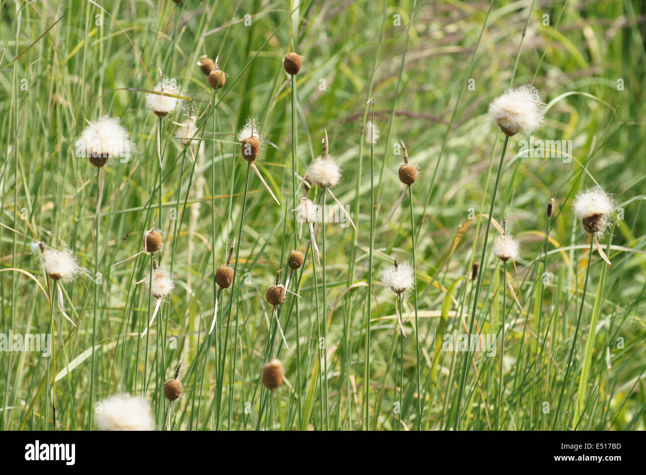 Dwarf bulrush typha minima hi-res stock photography and images - Alamy