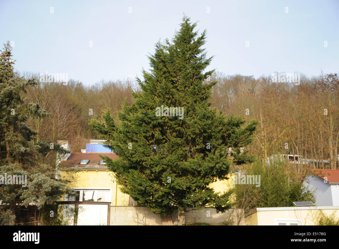 Eastern red cedar tree hi-res stock photography and images - Alamy
