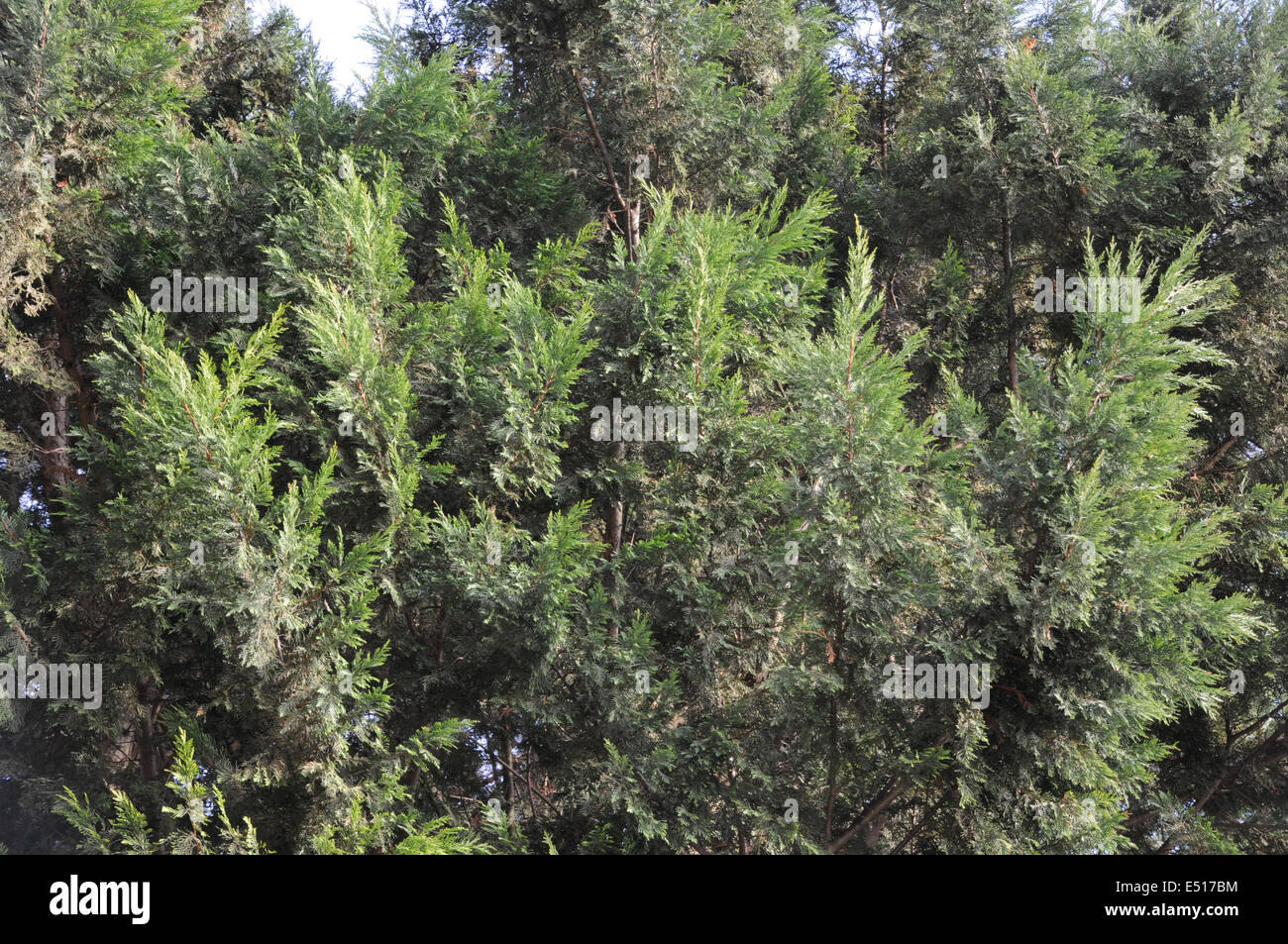Eastern red cedar tree hi-res stock photography and images - Alamy