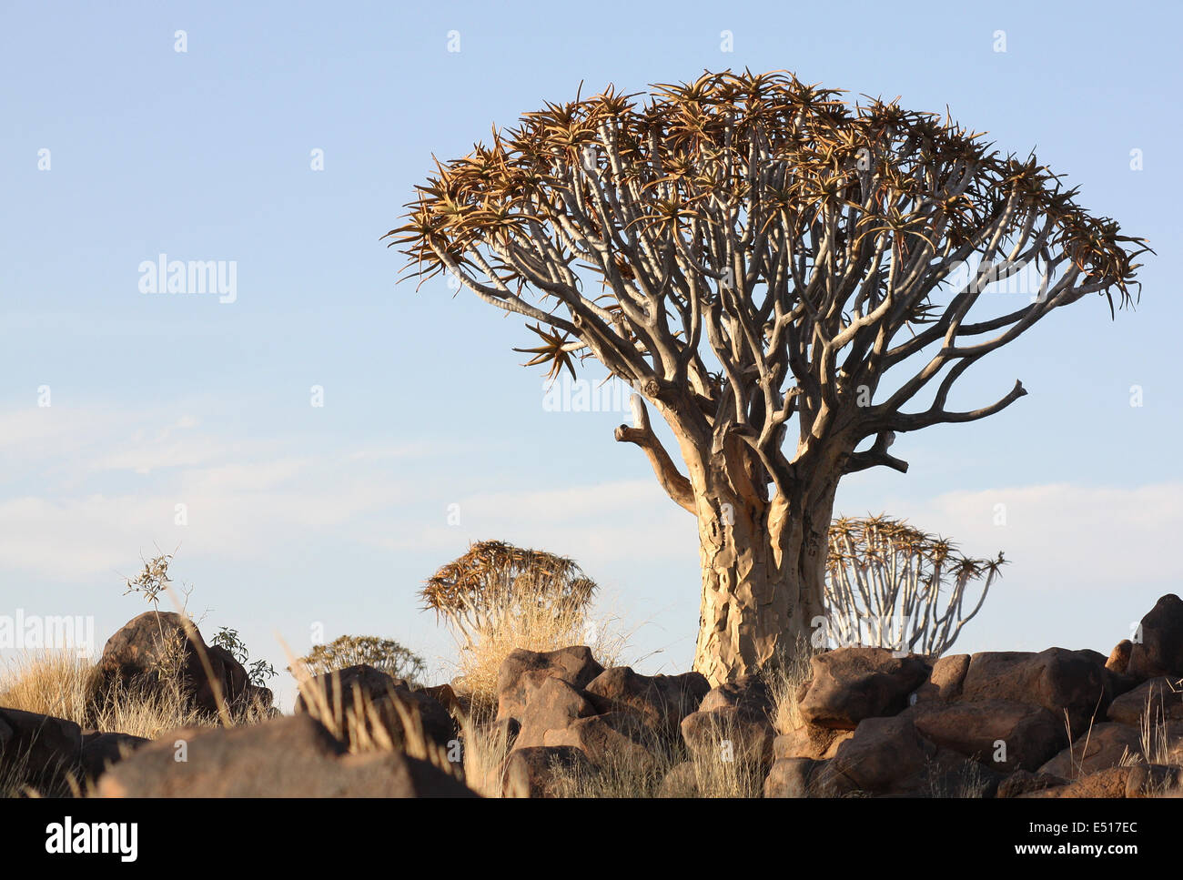Trees in Namibia Stock Photo - Alamy
