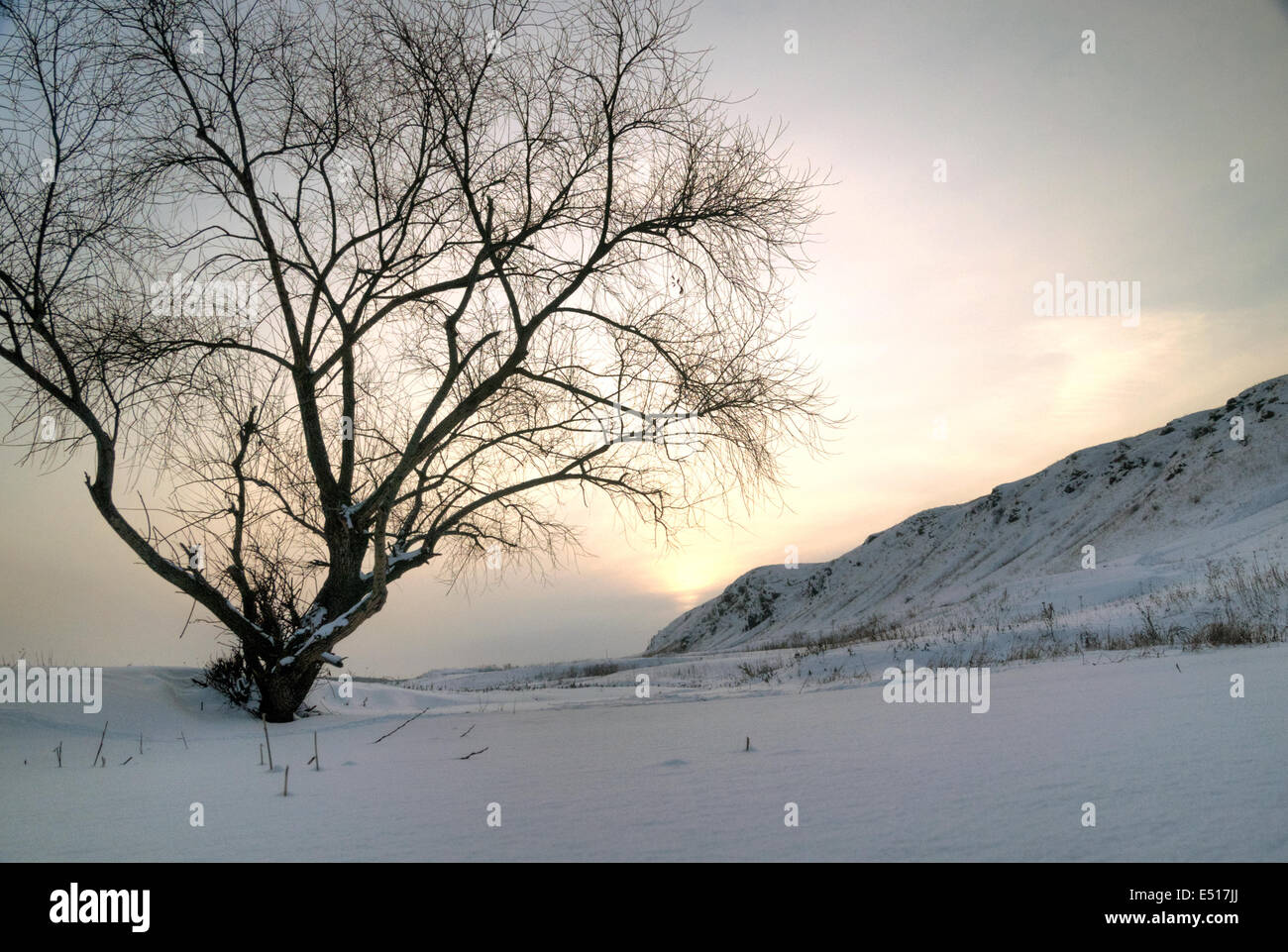 lone standing sunset winter tree Stock Photo - Alamy