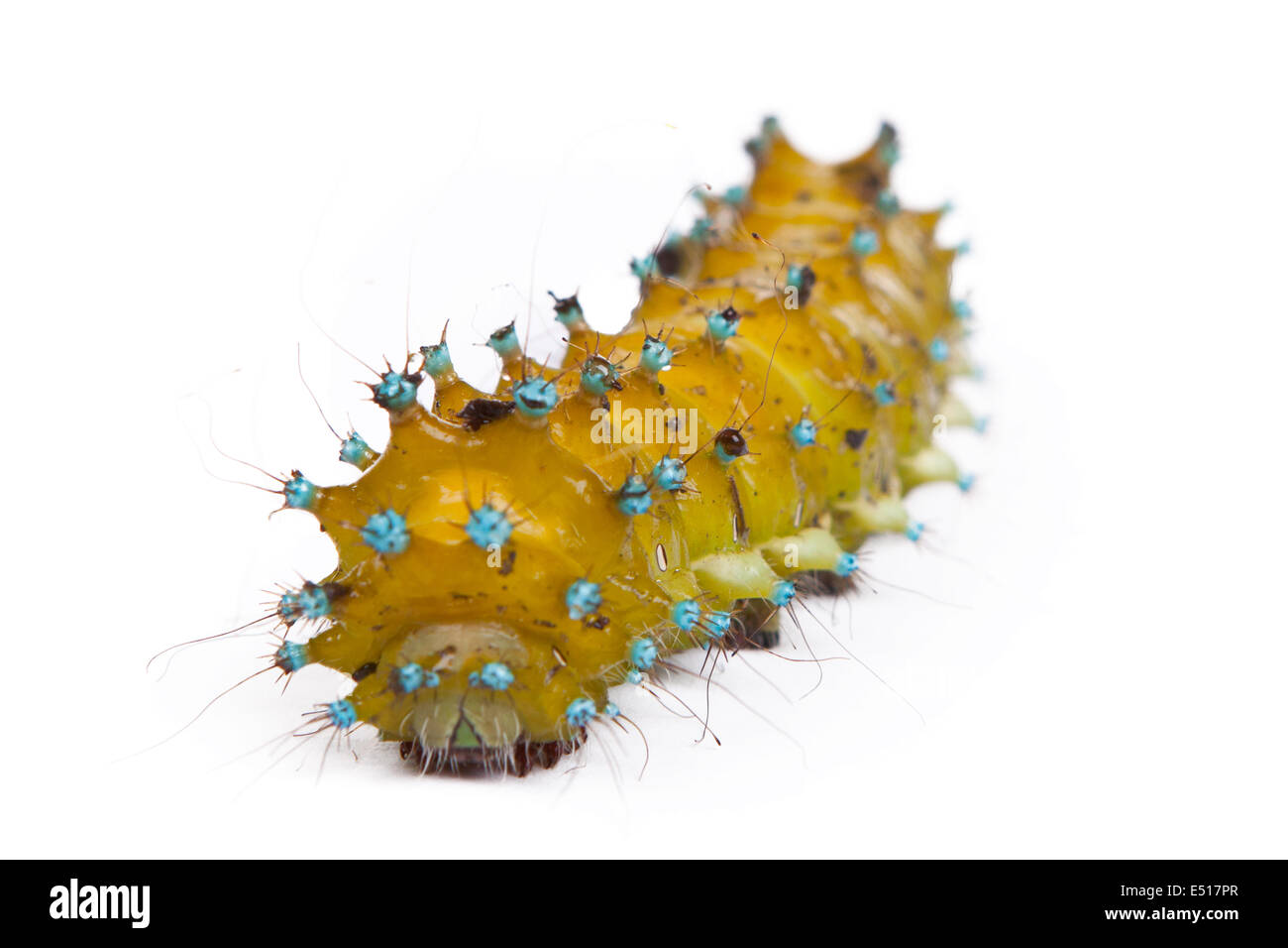 caterpillar on a white background Stock Photo - Alamy