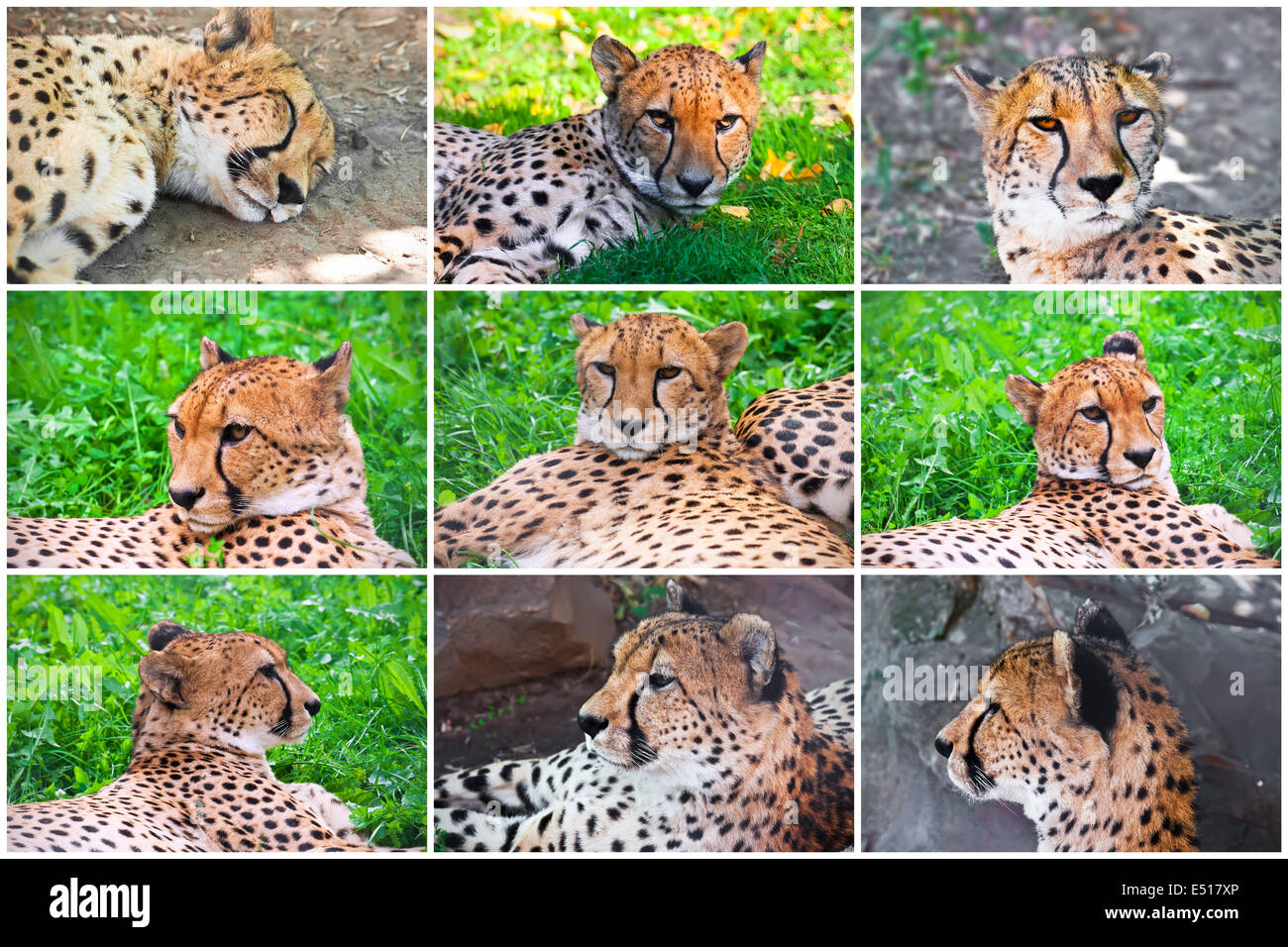 Cheetah collection hi-res stock photography and images - Alamy