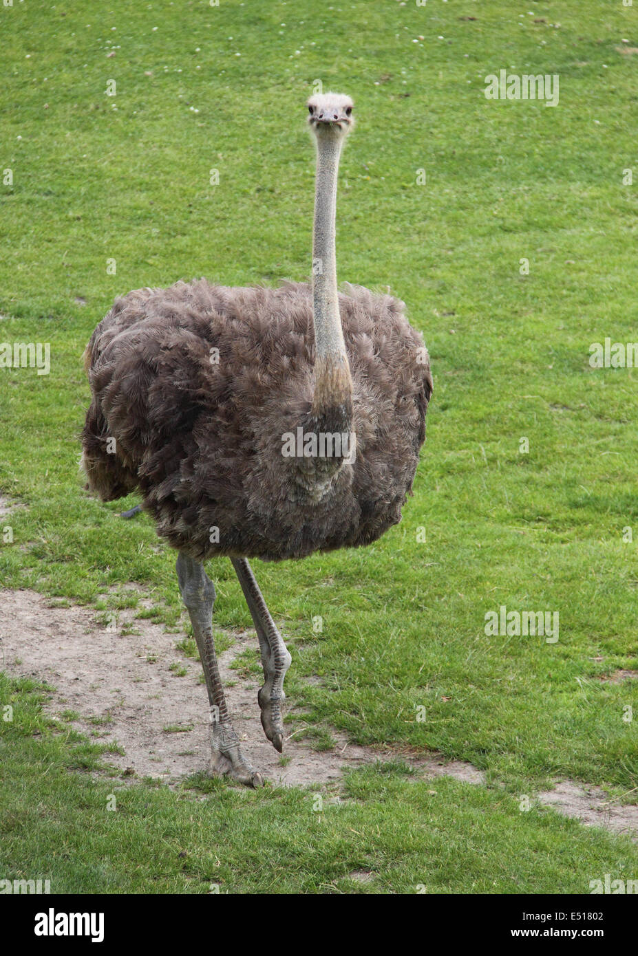 Ostrich of samburu hi-res stock photography and images - Alamy